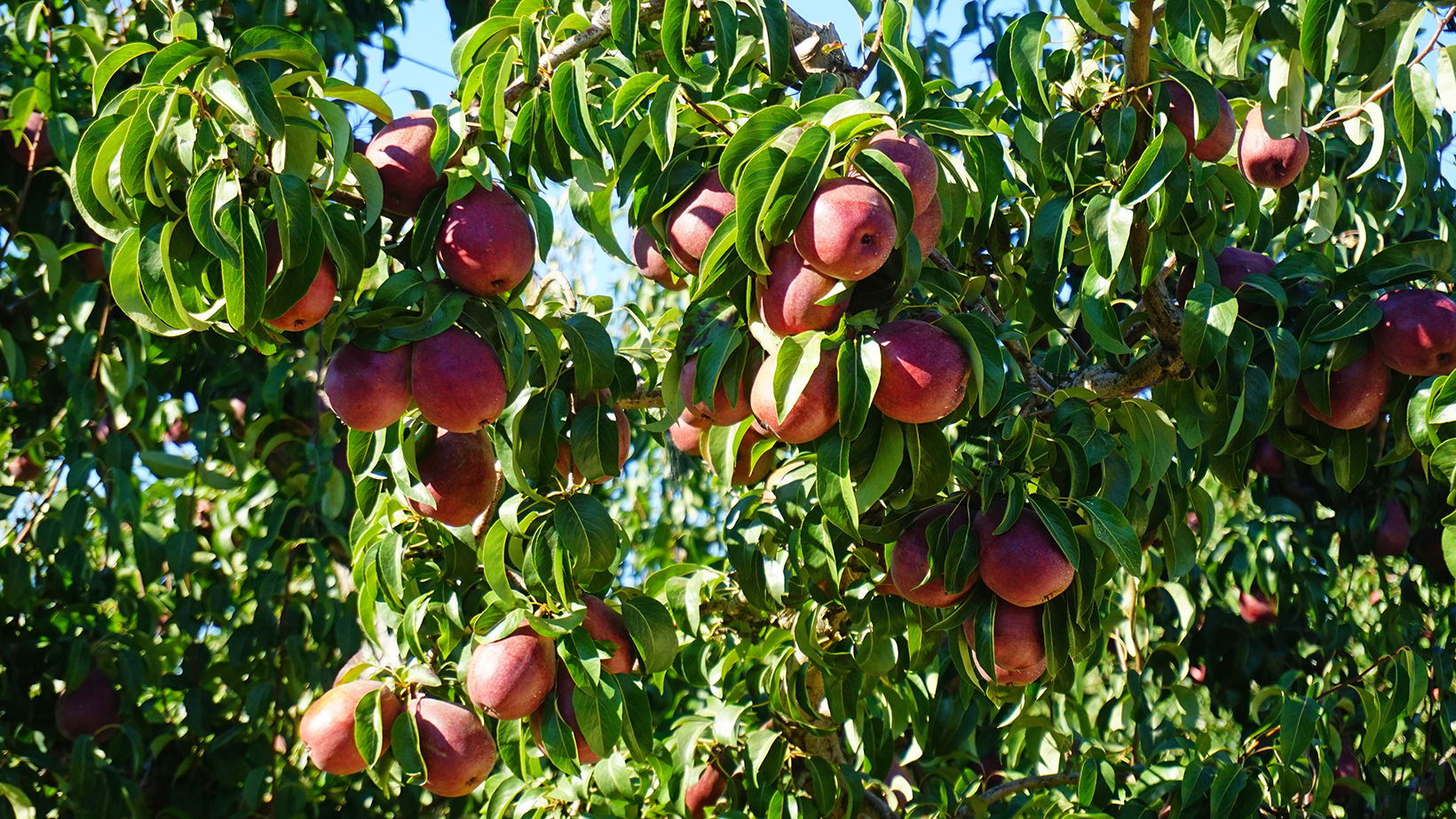 Fresh Fruit Paradise - Columbia River Gorge
